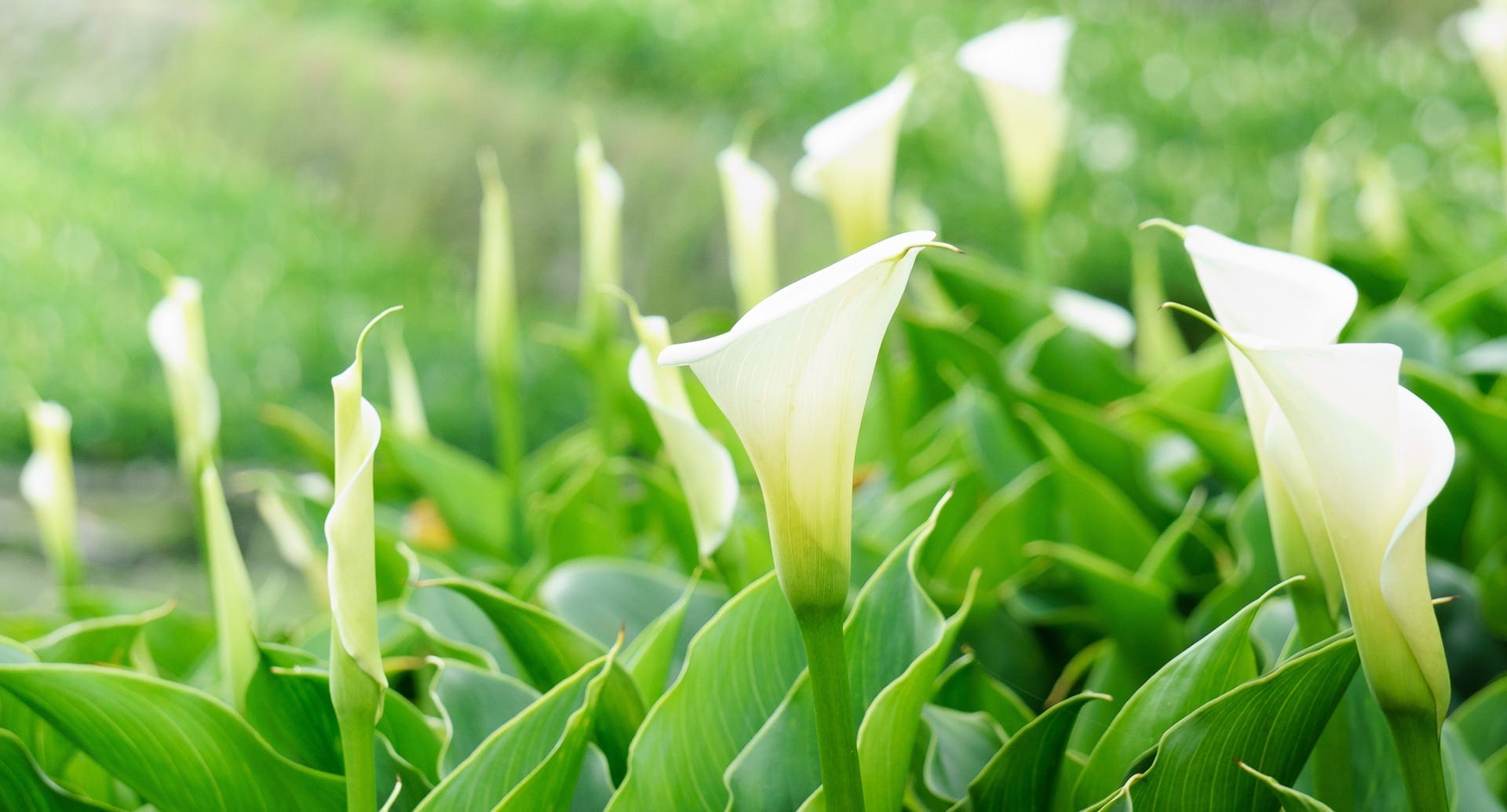 Spring in Taiwan: Everything You Need to Know - Nickkembel Travels